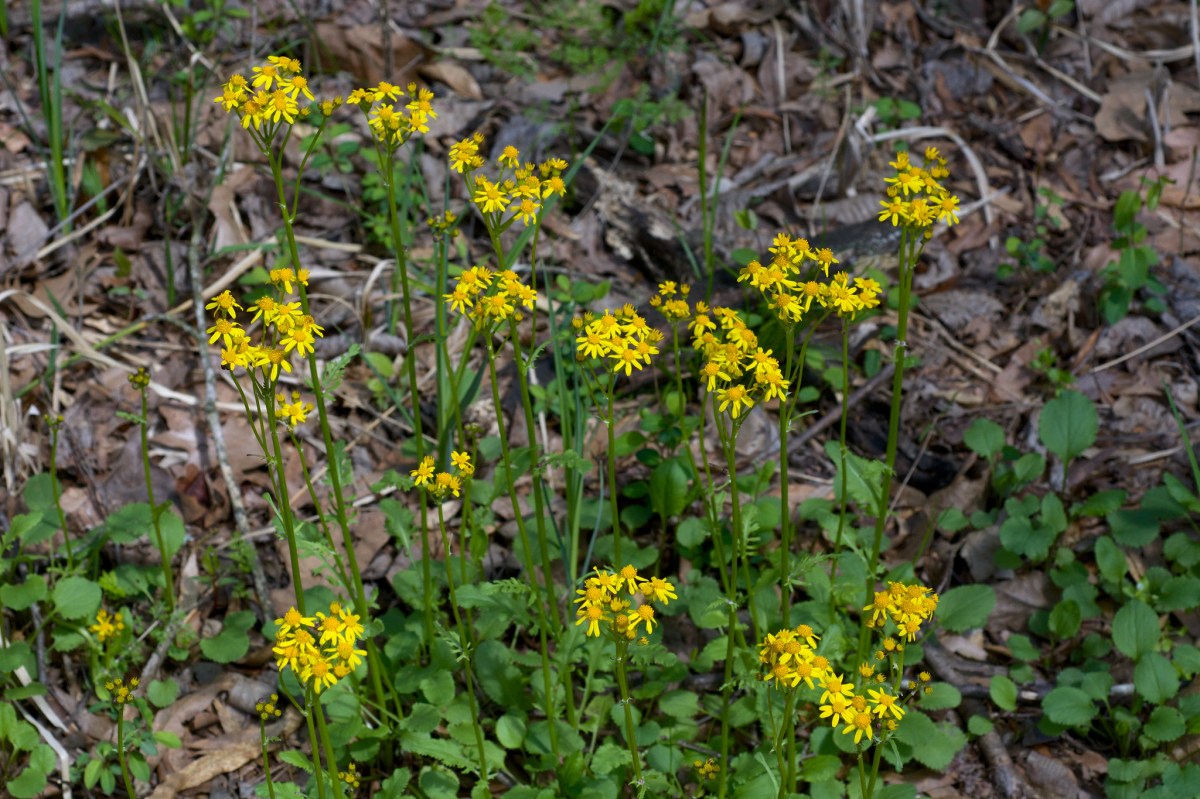 Know Your Natives – Round-leaf Ragwort | Arkansas Native Plant Society