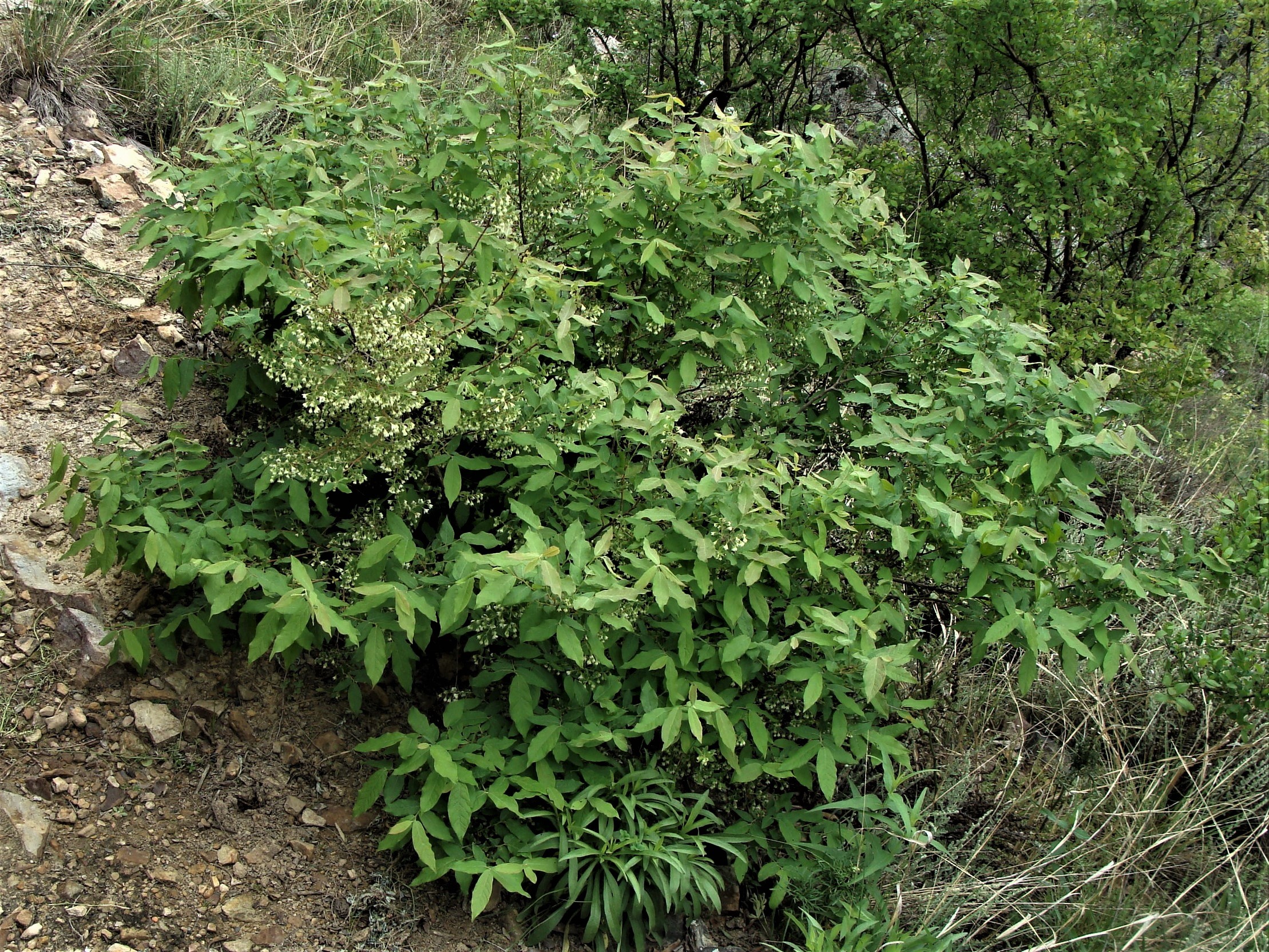 Know Your Natives – Deerberry | Arkansas Native Plant Society