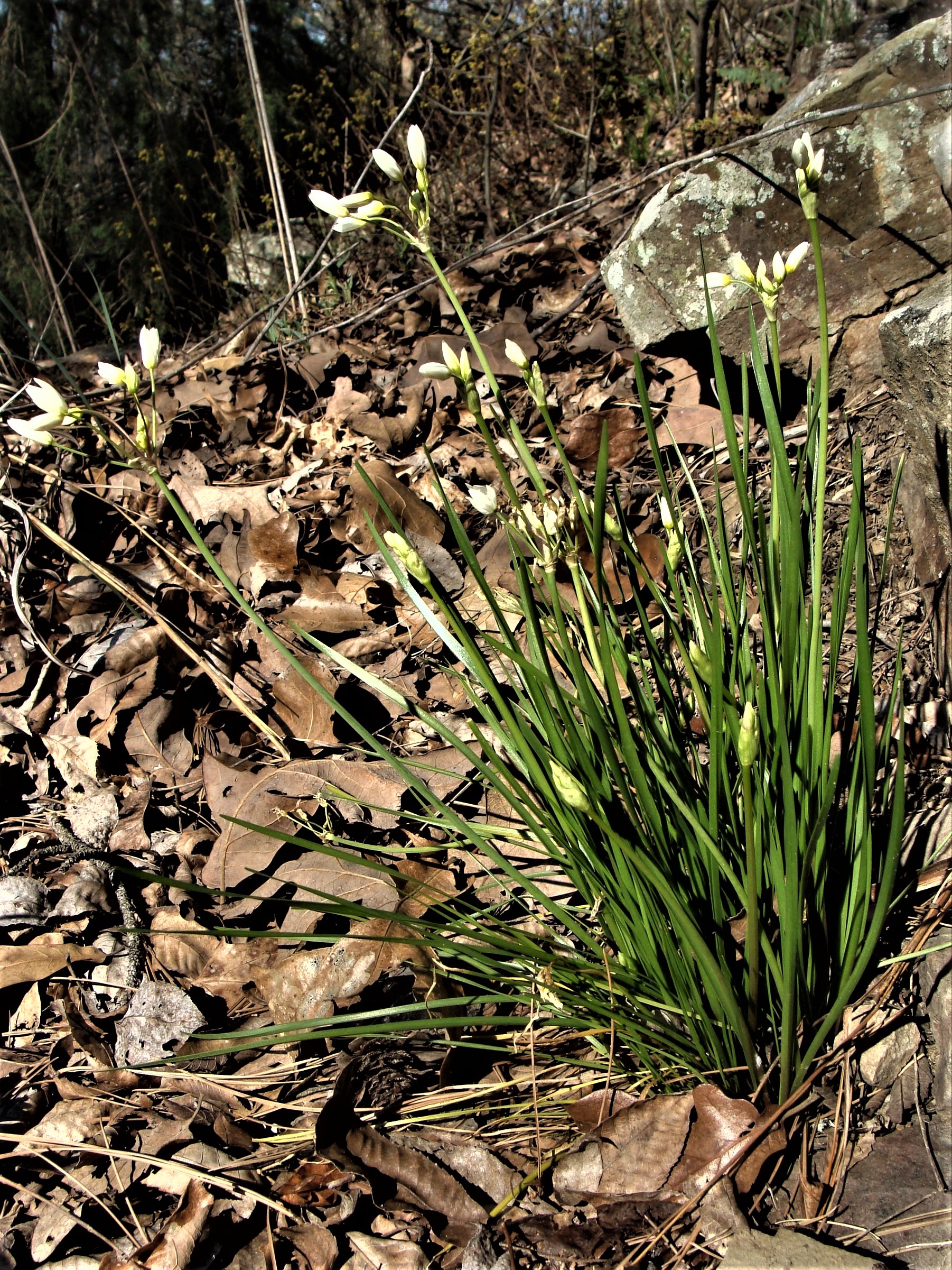 Know Your Natives – Crow Poison | Arkansas Native Plant Society
