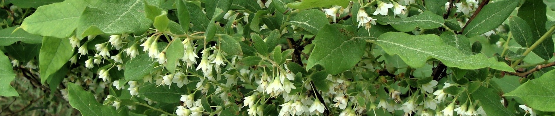 Know Your Natives – Deerberry | Arkansas Native Plant Society