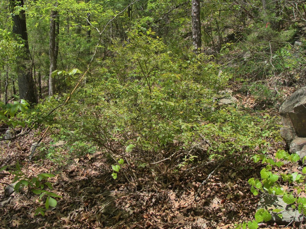 Know Your Natives – Deerberry | Arkansas Native Plant Society