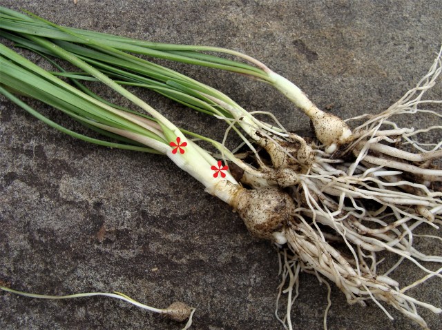 Know Your Natives – Crow Poison | Arkansas Native Plant Society