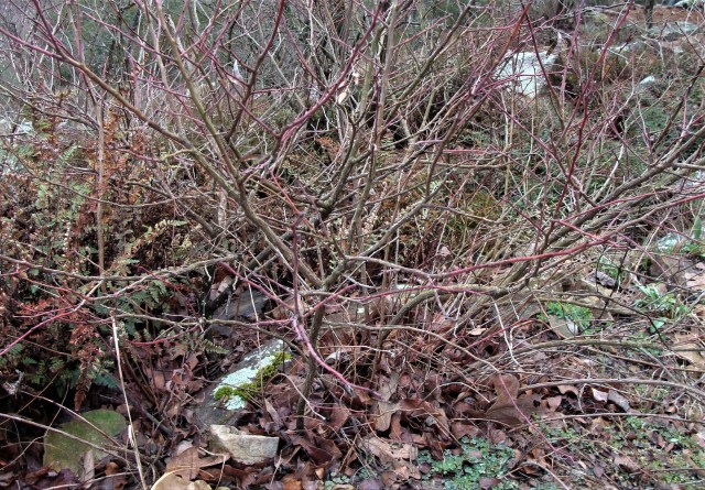 Know Your Natives – Deerberry | Arkansas Native Plant Society