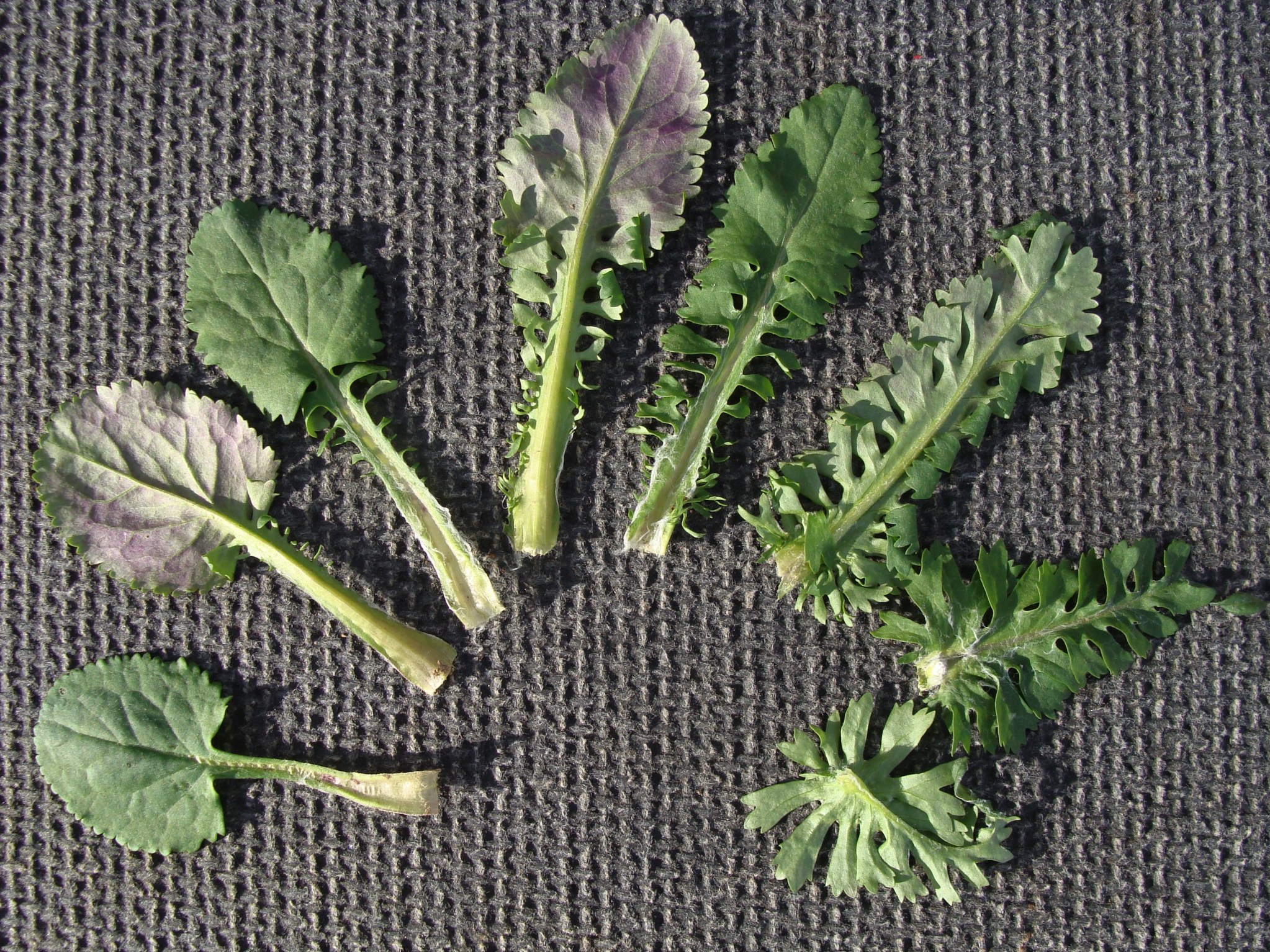 Know Your Natives – Round-leaf Ragwort | Arkansas Native Plant Society