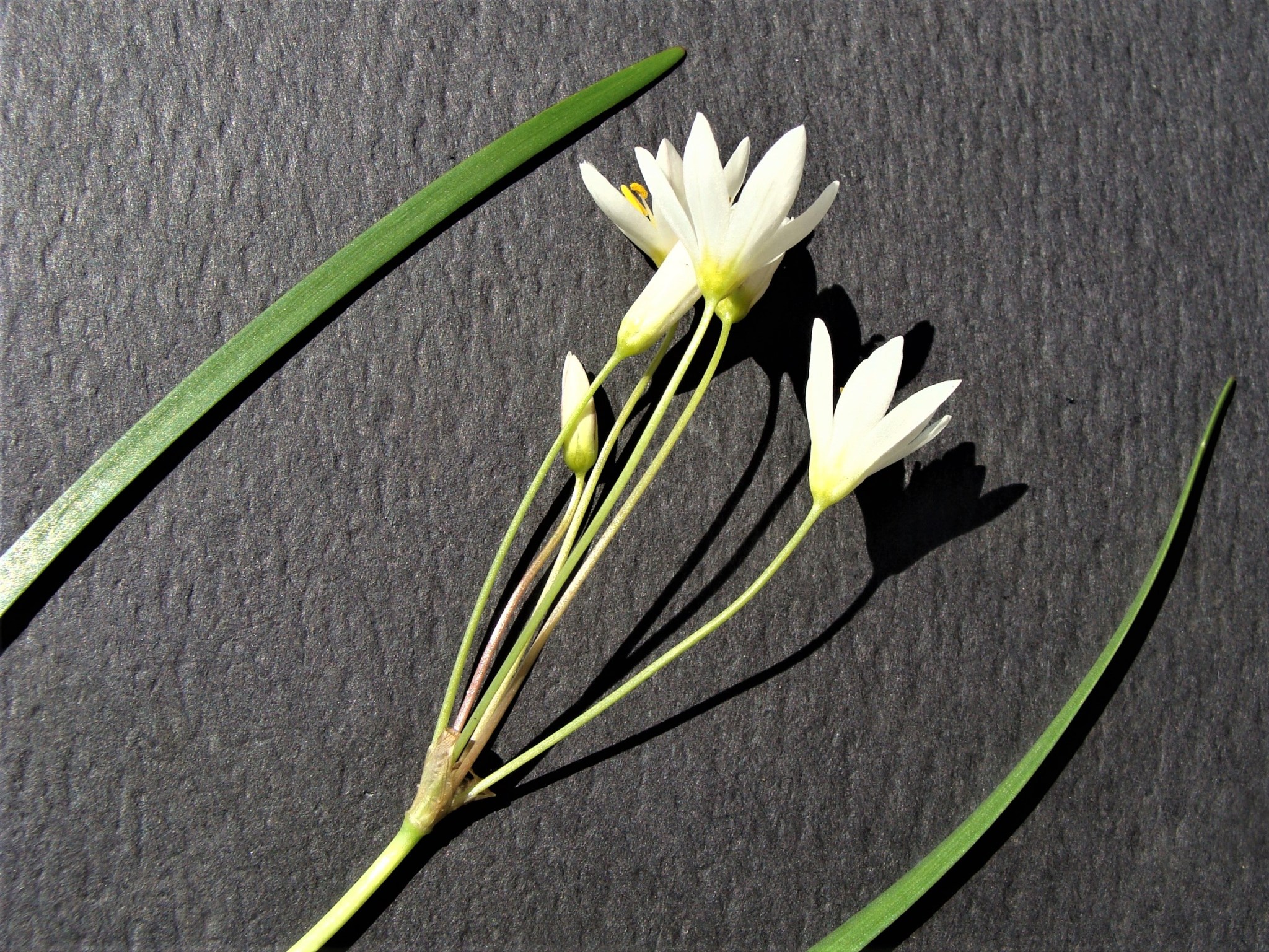 Know Your Natives – Crow Poison | Arkansas Native Plant Society