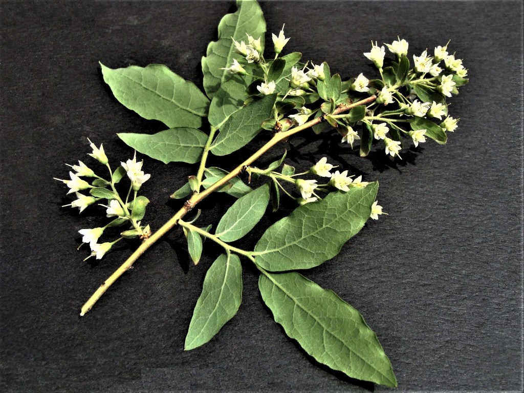 Know Your Natives – Deerberry | Arkansas Native Plant Society