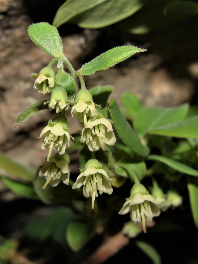 Know Your Natives – Deerberry | Arkansas Native Plant Society