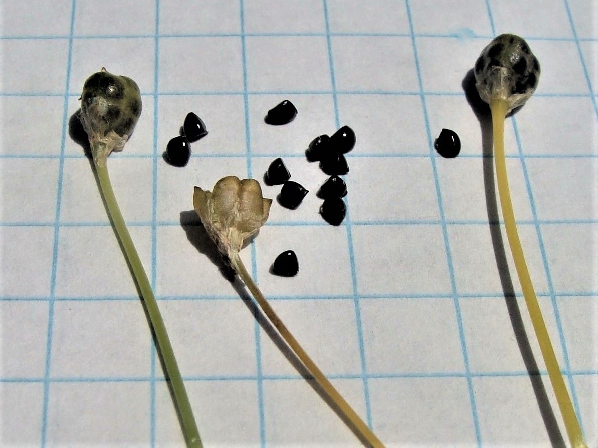 Know Your Natives – Crow Poison | Arkansas Native Plant Society