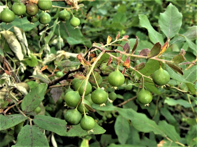 Know Your Natives – Deerberry | Arkansas Native Plant Society