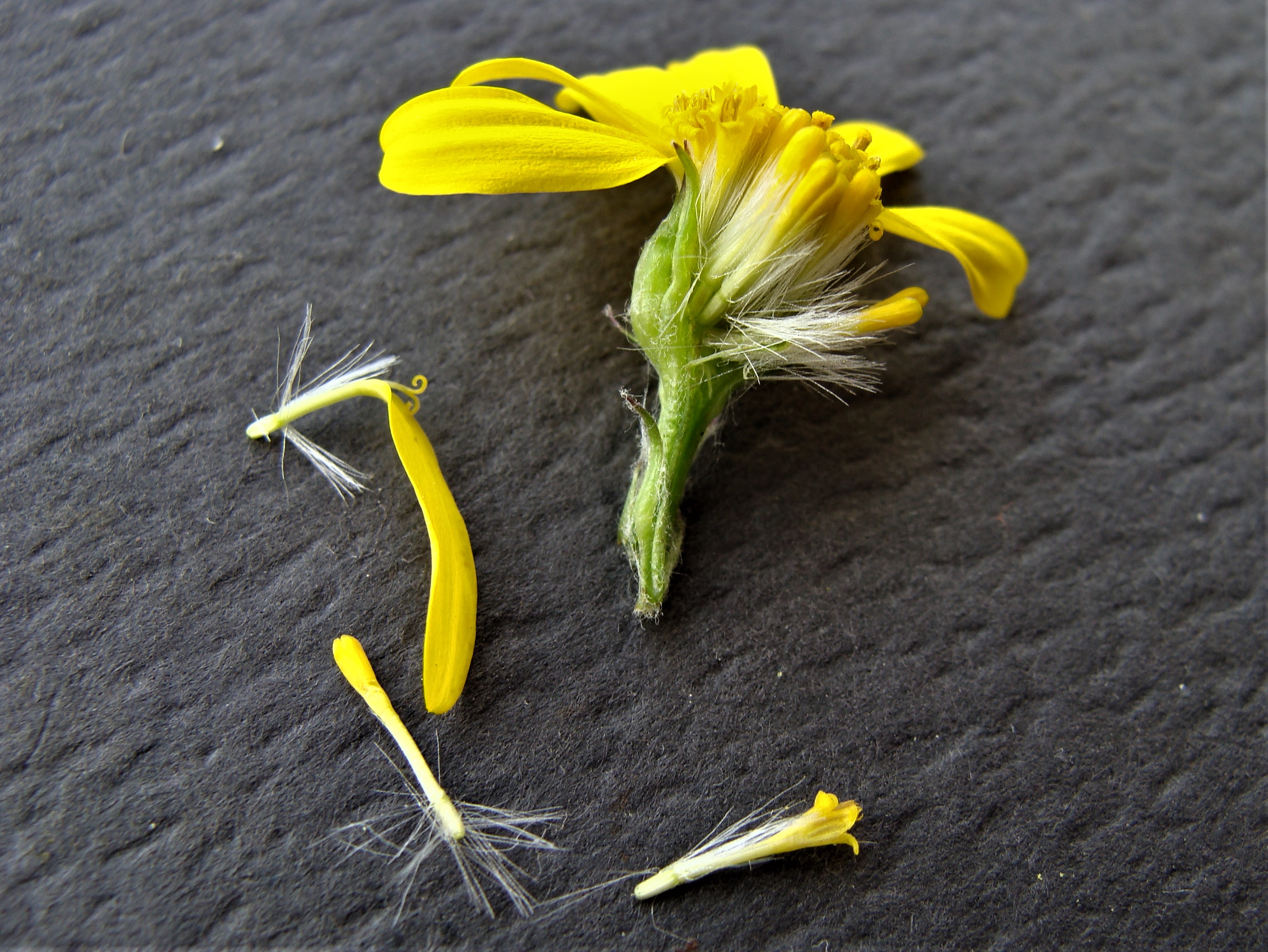 Know Your Natives – Round-leaf Ragwort | Arkansas Native Plant Society