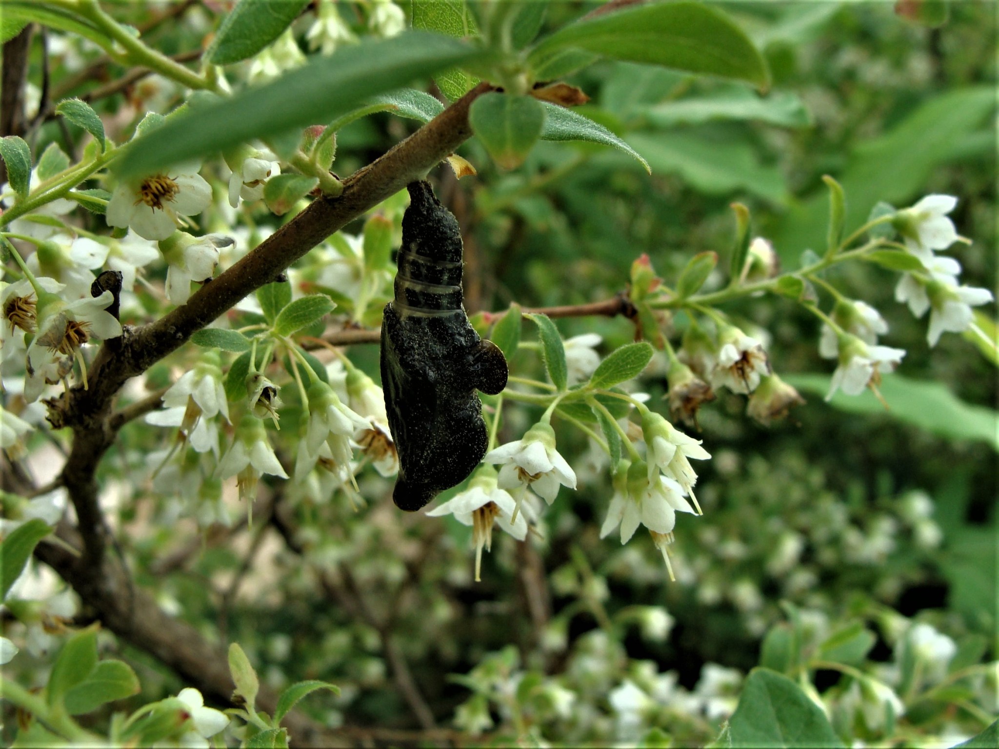 Know Your Natives – Deerberry | Arkansas Native Plant Society