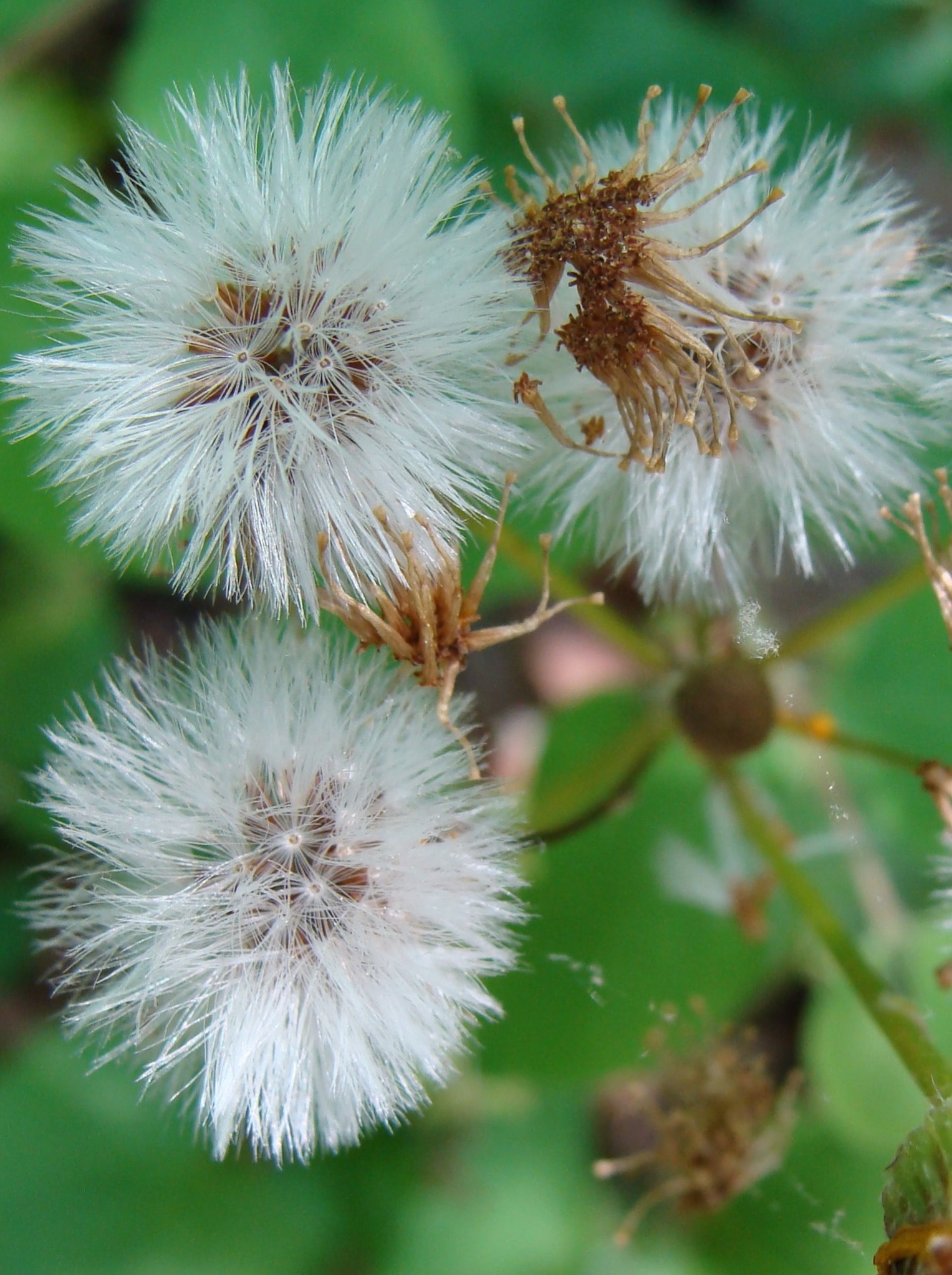 Know Your Natives – Round-leaf Ragwort | Arkansas Native Plant Society