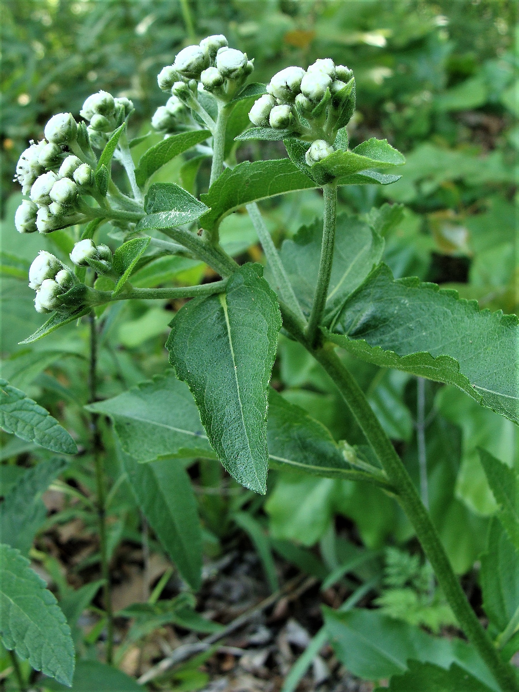 Know Your Natives – Wild Quinine | Arkansas Native Plant Society