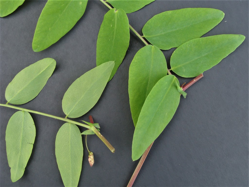 Know Your Natives – Forest Pea | Arkansas Native Plant Society
