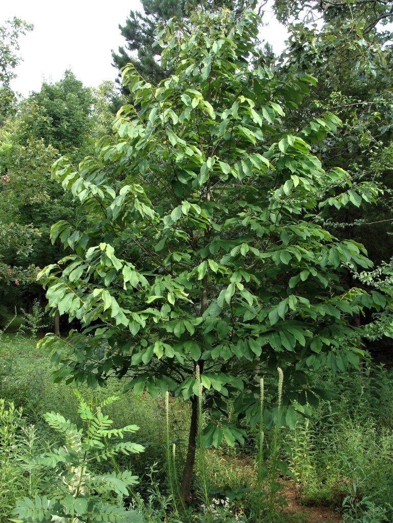 Know Your Natives – Pawpaw | Arkansas Native Plant Society