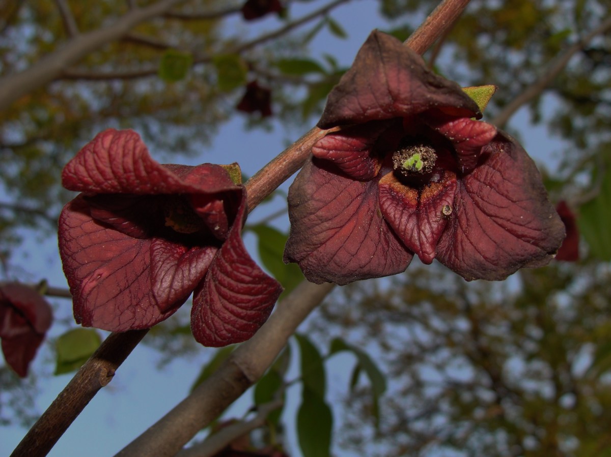 Arkansas Native Plants – Trees | Arkansas Native Plant Society