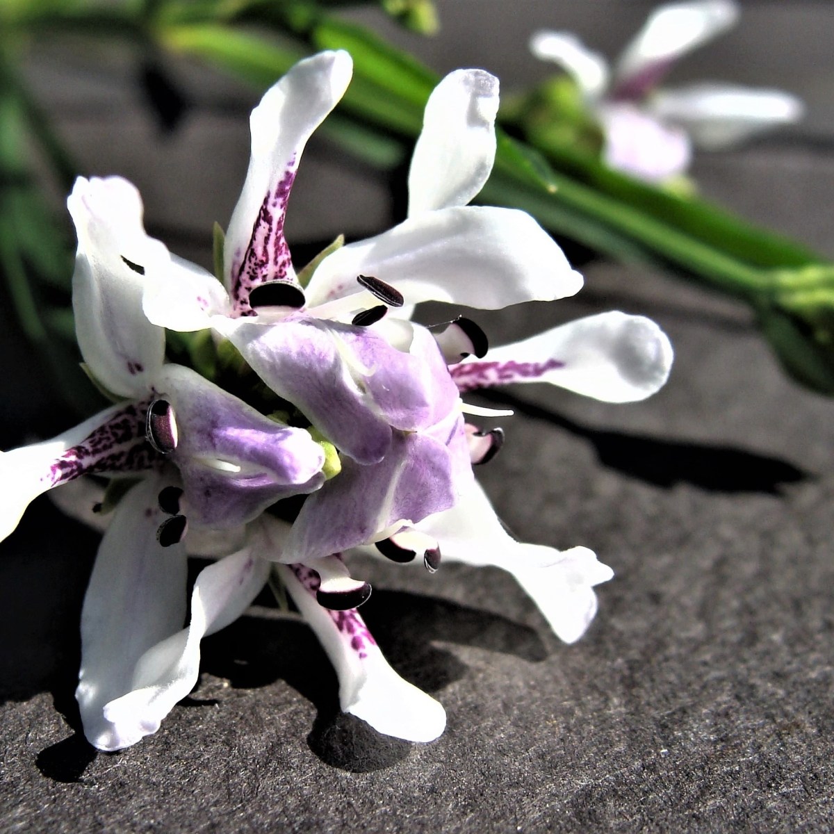 Arkansas Native Plants – Pink/Purple Flowers | Arkansas Native Plant ...