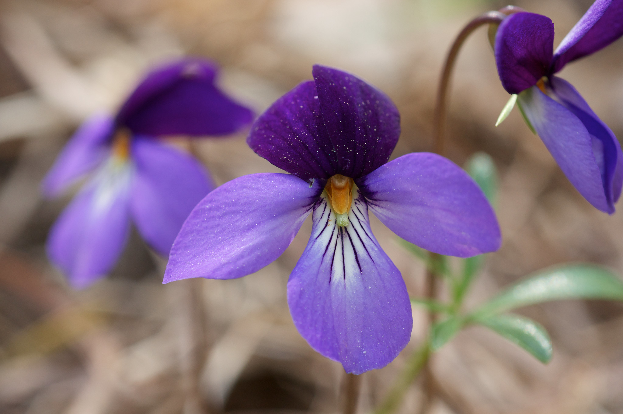 Know Your Natives – Bird’s-Foot Violet | Arkansas Native Plant Society