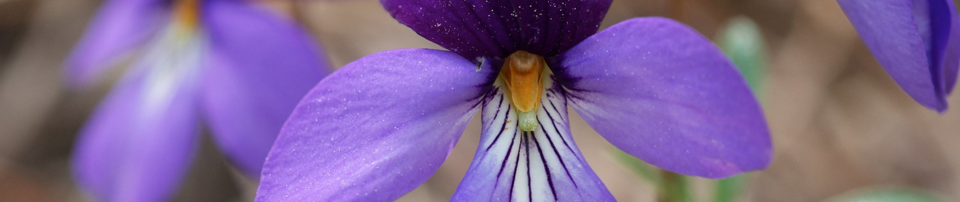 Know Your Natives – Bird’s-Foot Violet | Arkansas Native Plant Society