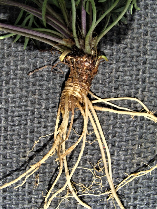 Know Your Natives – Bird’s-Foot Violet | Arkansas Native Plant Society