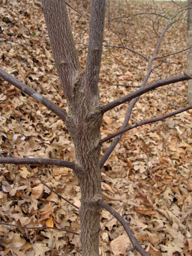 Know Your Natives – Two-Wing Silverbell | Arkansas Native Plant Society