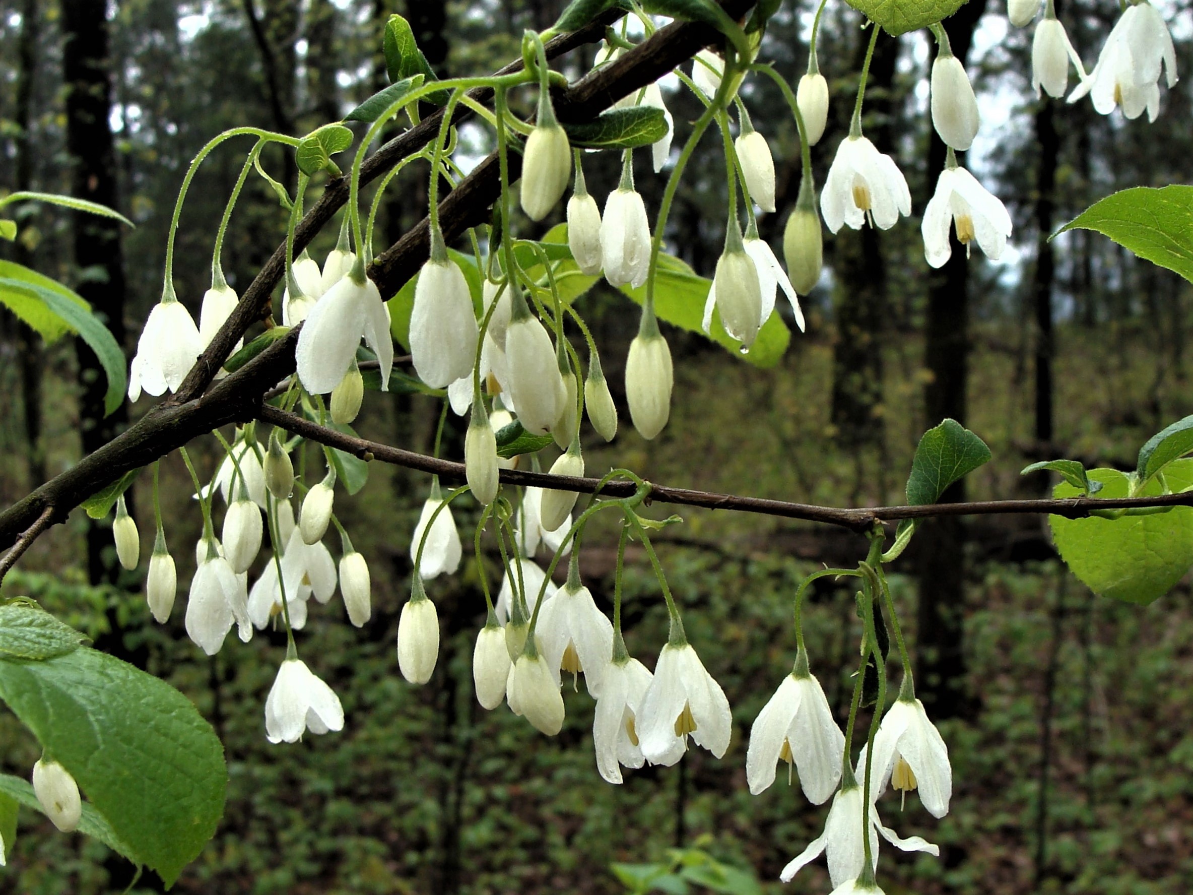 Arkansas Native Plants – Shrubs | Arkansas Native Plant Society