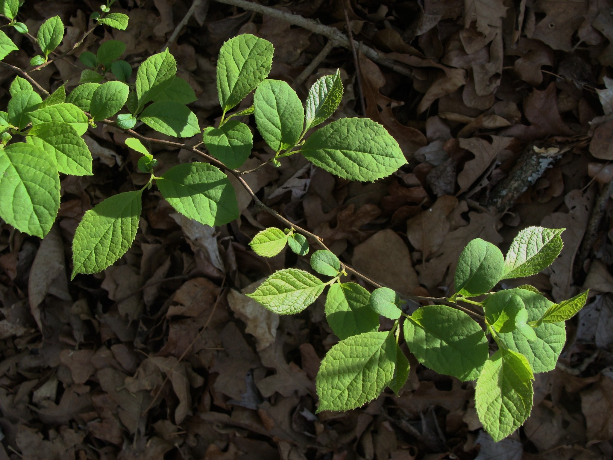 Know Your Natives – Two-Wing Silverbell | Arkansas Native Plant Society