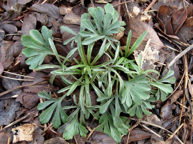 Know Your Natives – Bird’s-Foot Violet | Arkansas Native Plant Society
