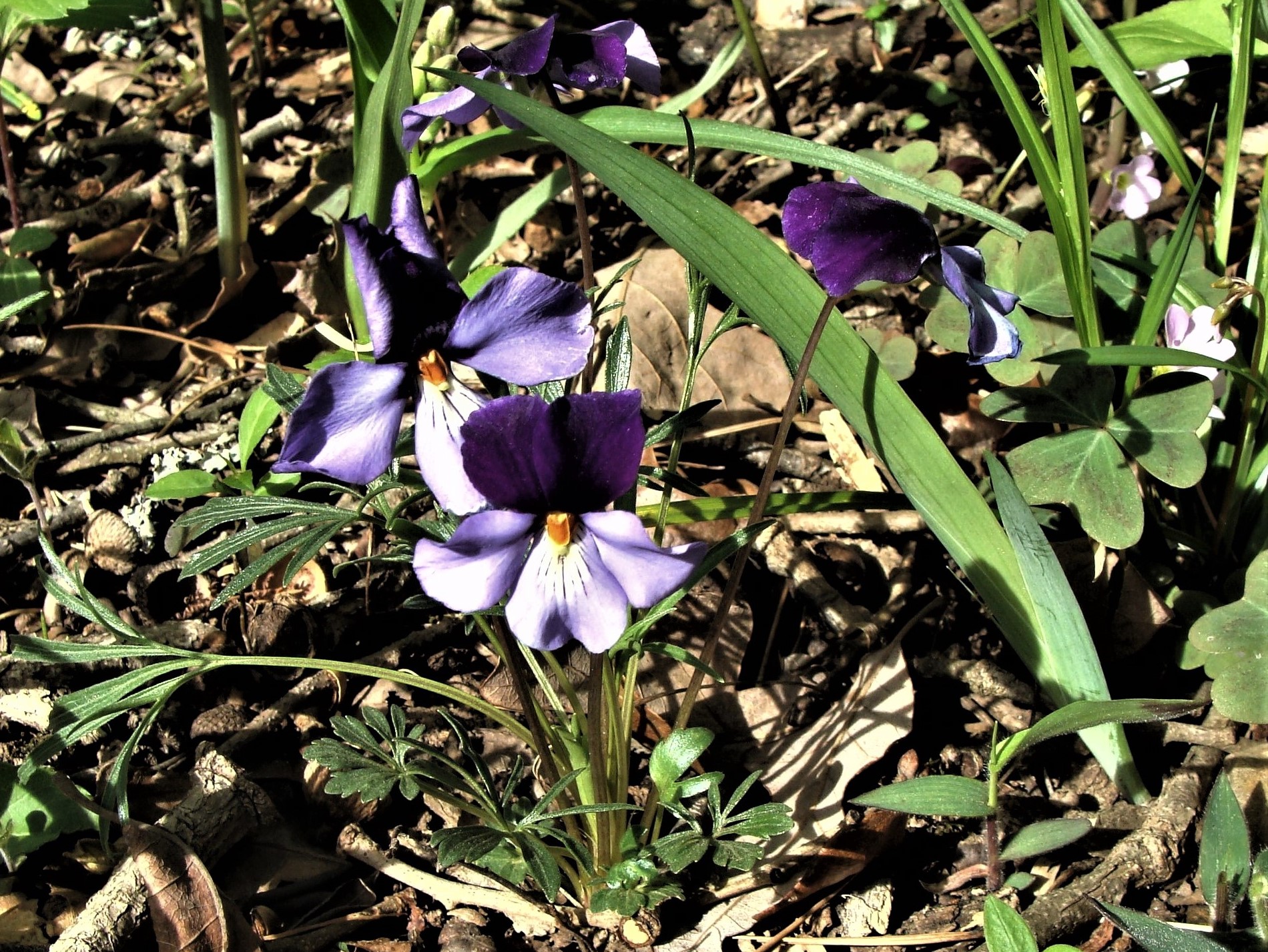 Know Your Natives – Bird’s-Foot Violet | Arkansas Native Plant Society