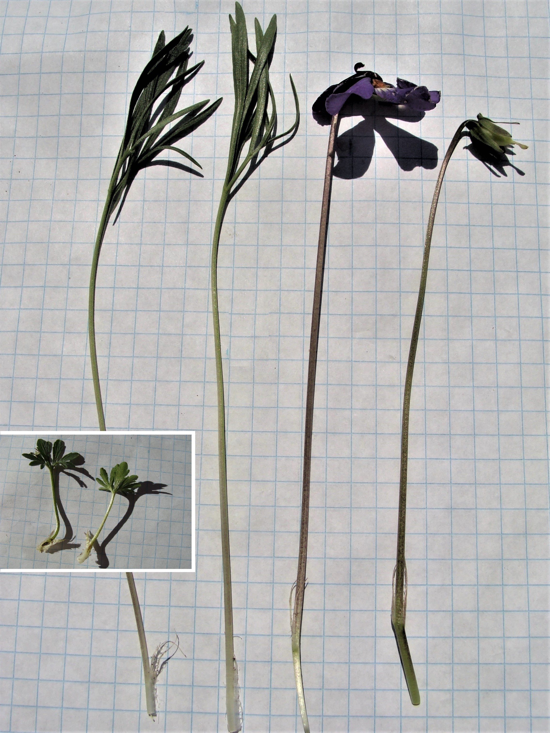 Know Your Natives – Bird’s-Foot Violet | Arkansas Native Plant Society