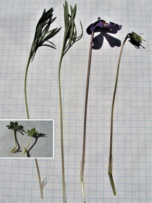 Know Your Natives – Bird’s-Foot Violet | Arkansas Native Plant Society