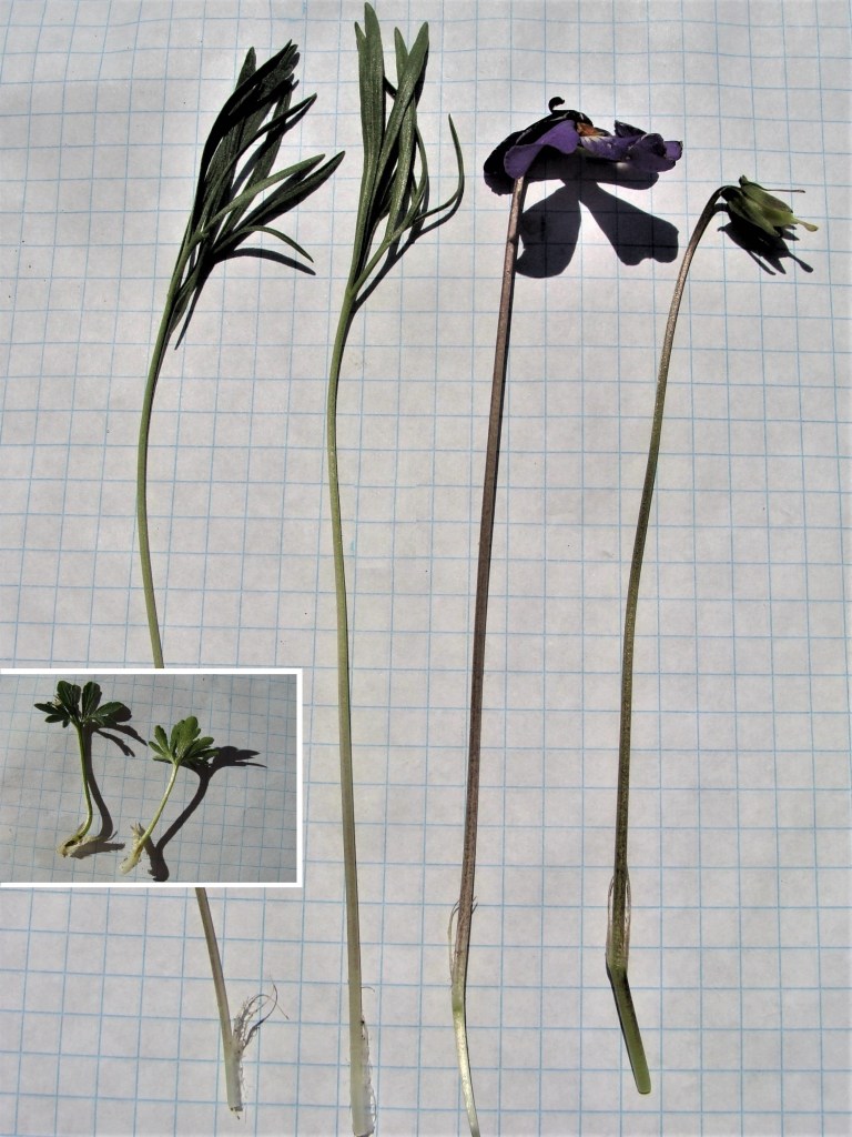 Know Your Natives – Bird’s-Foot Violet | Arkansas Native Plant Society