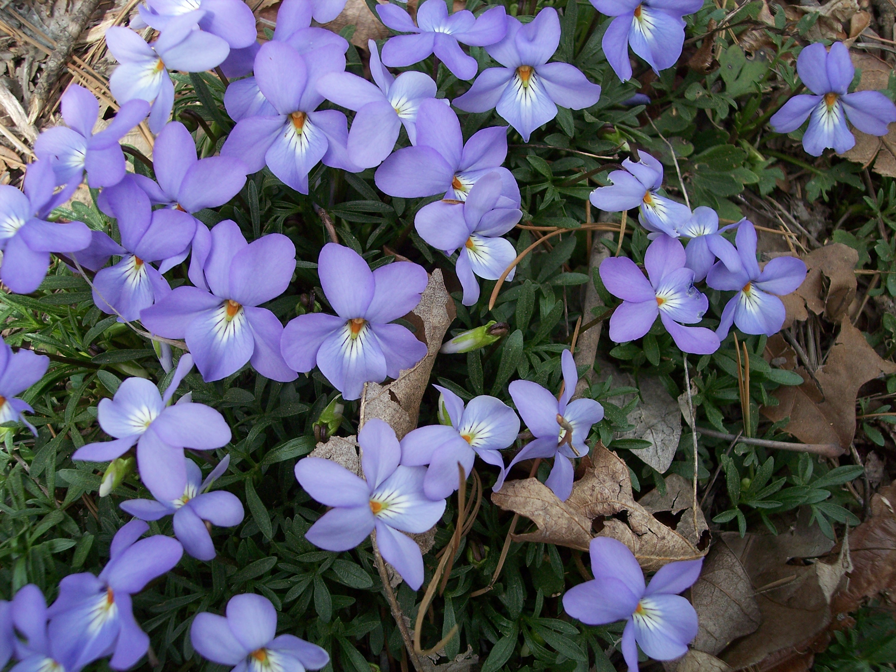 Know Your Natives – Bird’s-Foot Violet | Arkansas Native Plant Society