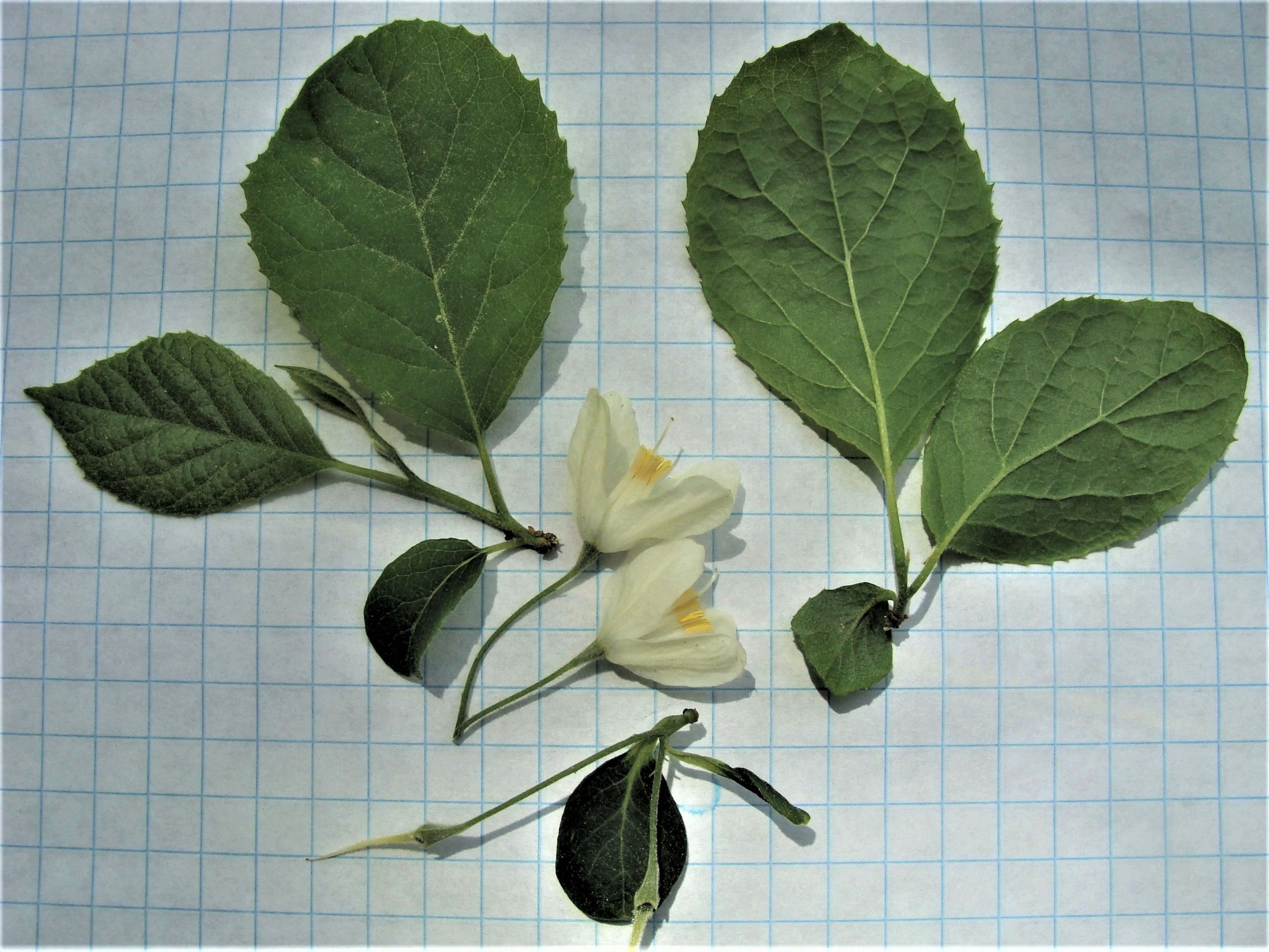 Know Your Natives – Two-Wing Silverbell | Arkansas Native Plant Society