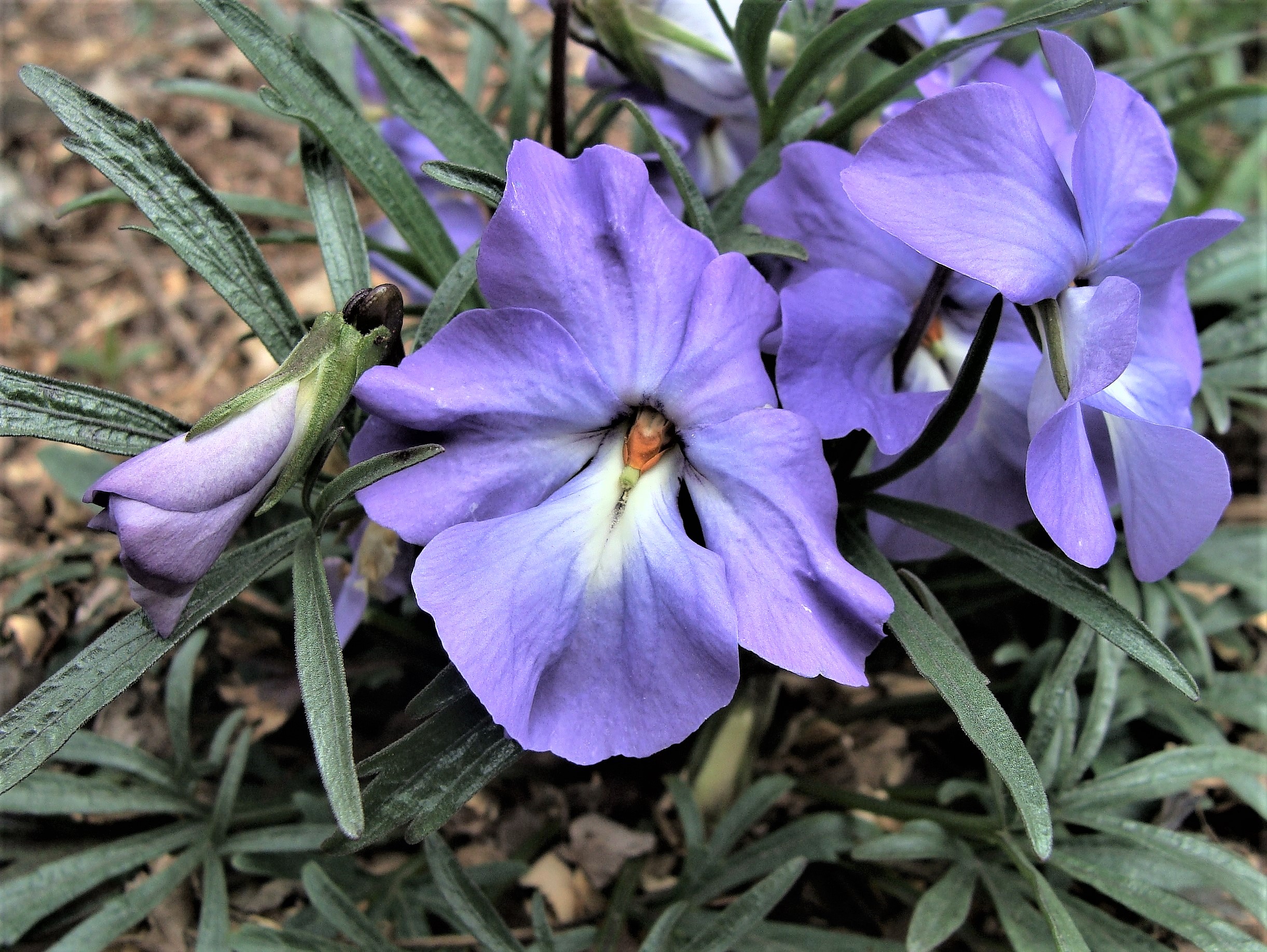 Know Your Natives – Bird’s-Foot Violet | Arkansas Native Plant Society