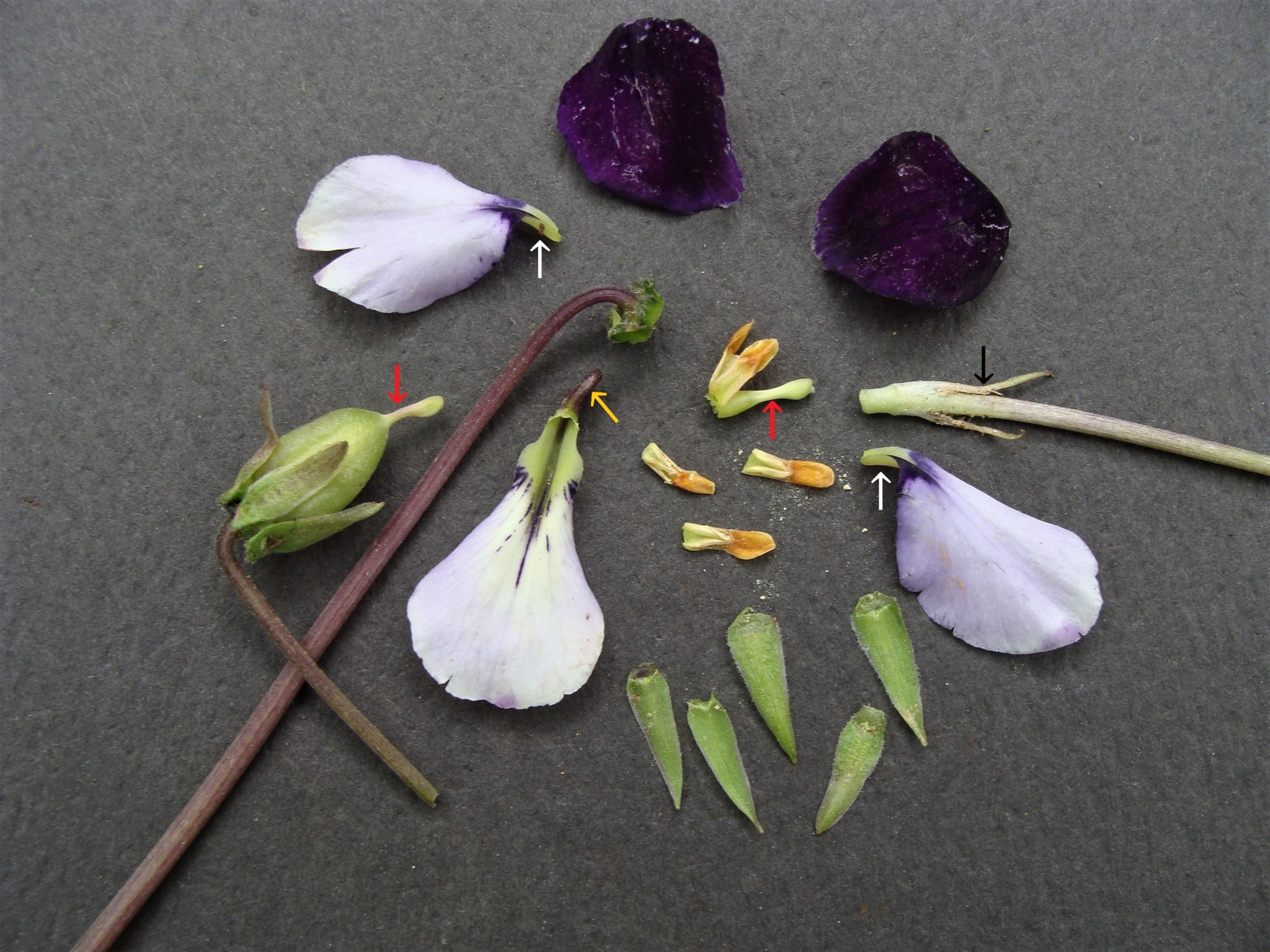 Know Your Natives – Bird’s-Foot Violet | Arkansas Native Plant Society