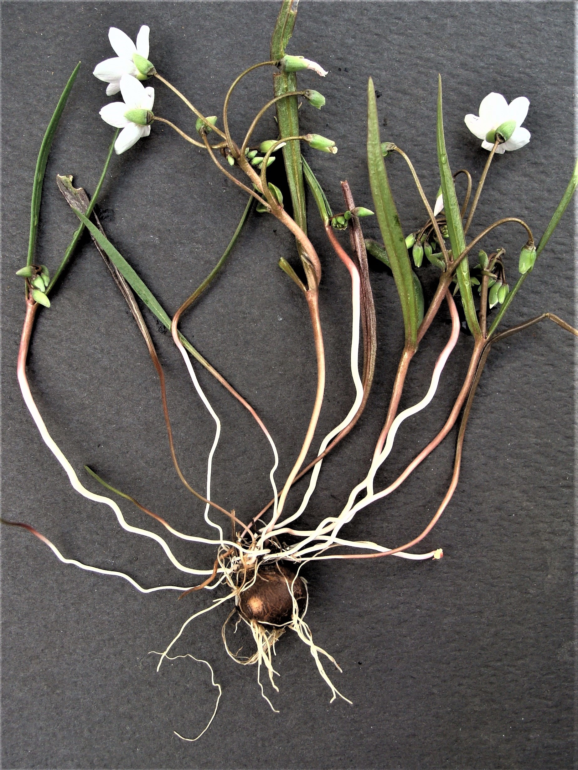 Know Your Natives – Spring-Beauty | Arkansas Native Plant Society