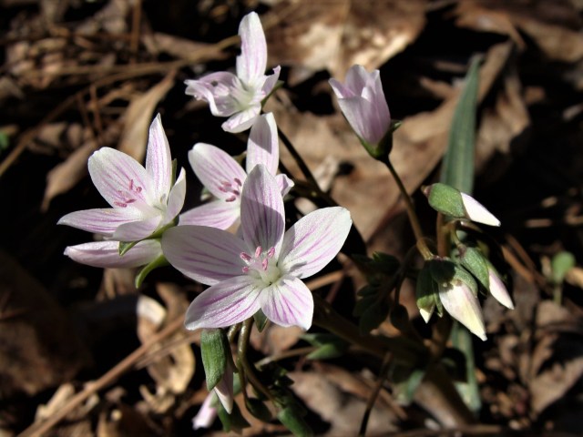 Know Your Natives – Spring-Beauty | Arkansas Native Plant Society