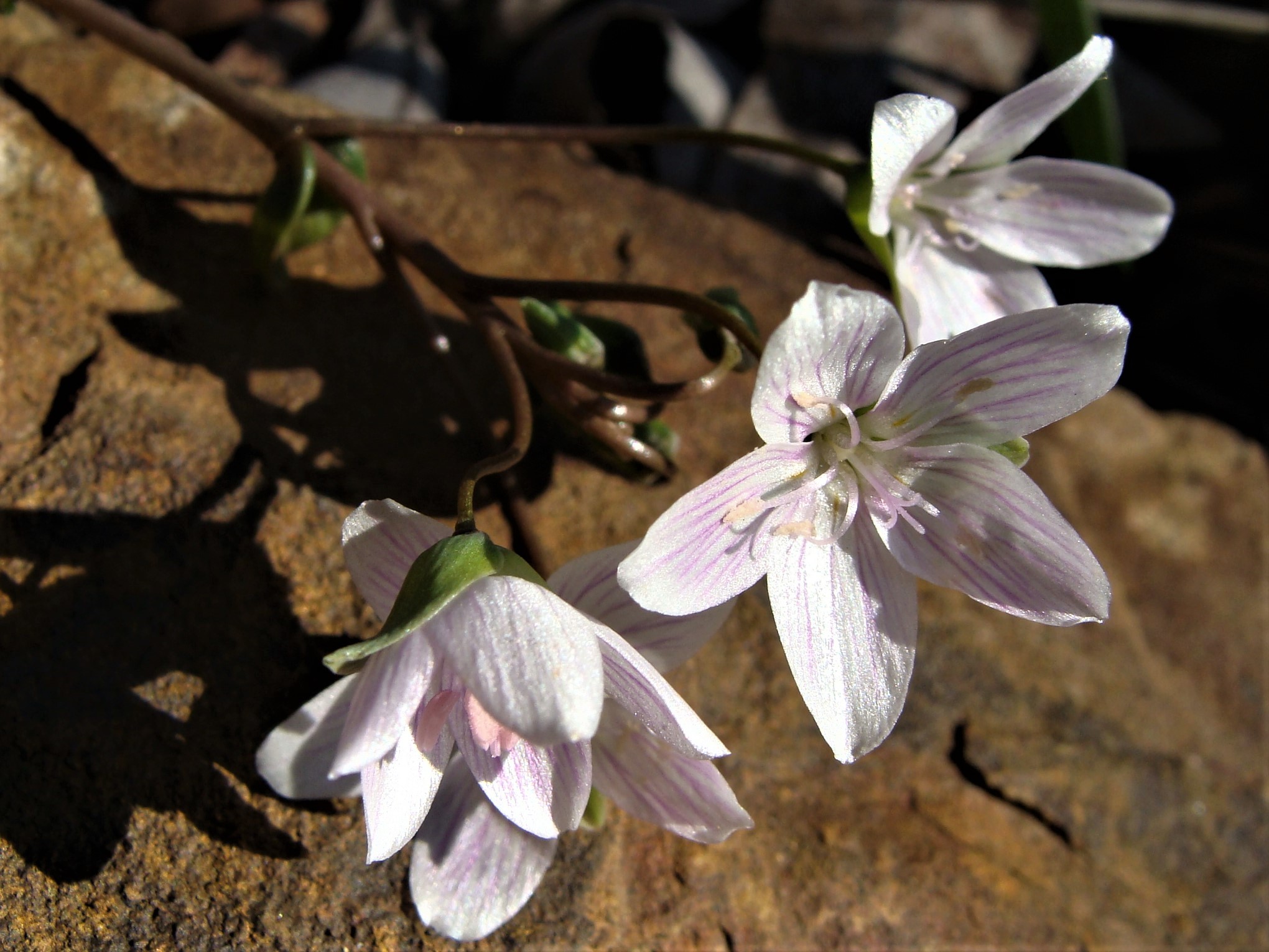 Know Your Natives – Spring-Beauty | Arkansas Native Plant Society