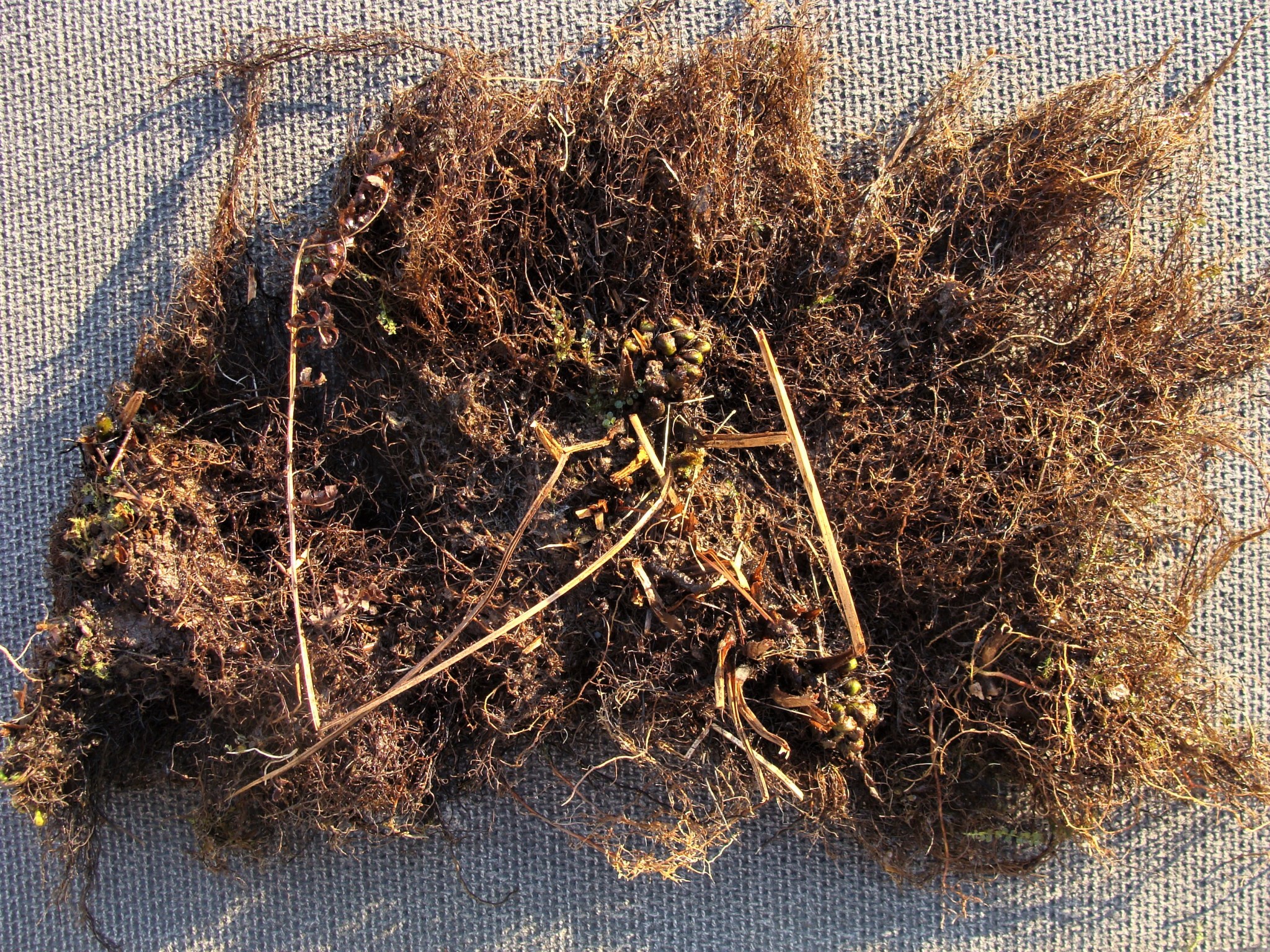 Know Your Natives – Lady Fern | Arkansas Native Plant Society