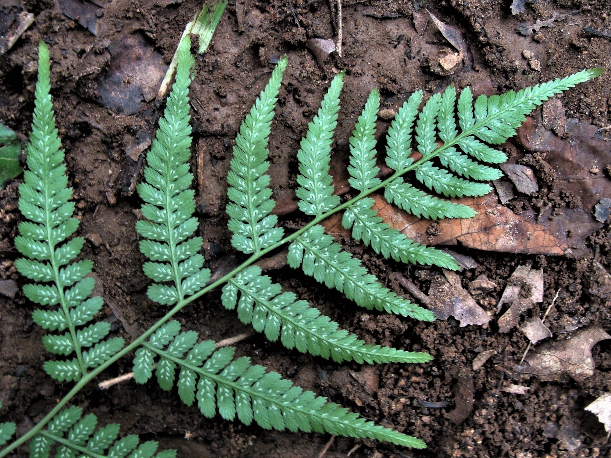Know Your Natives – Lady Fern | Arkansas Native Plant Society