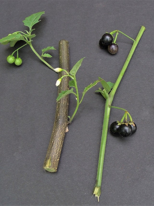 Know Your Natives – Black Nightshade | Arkansas Native Plant Society