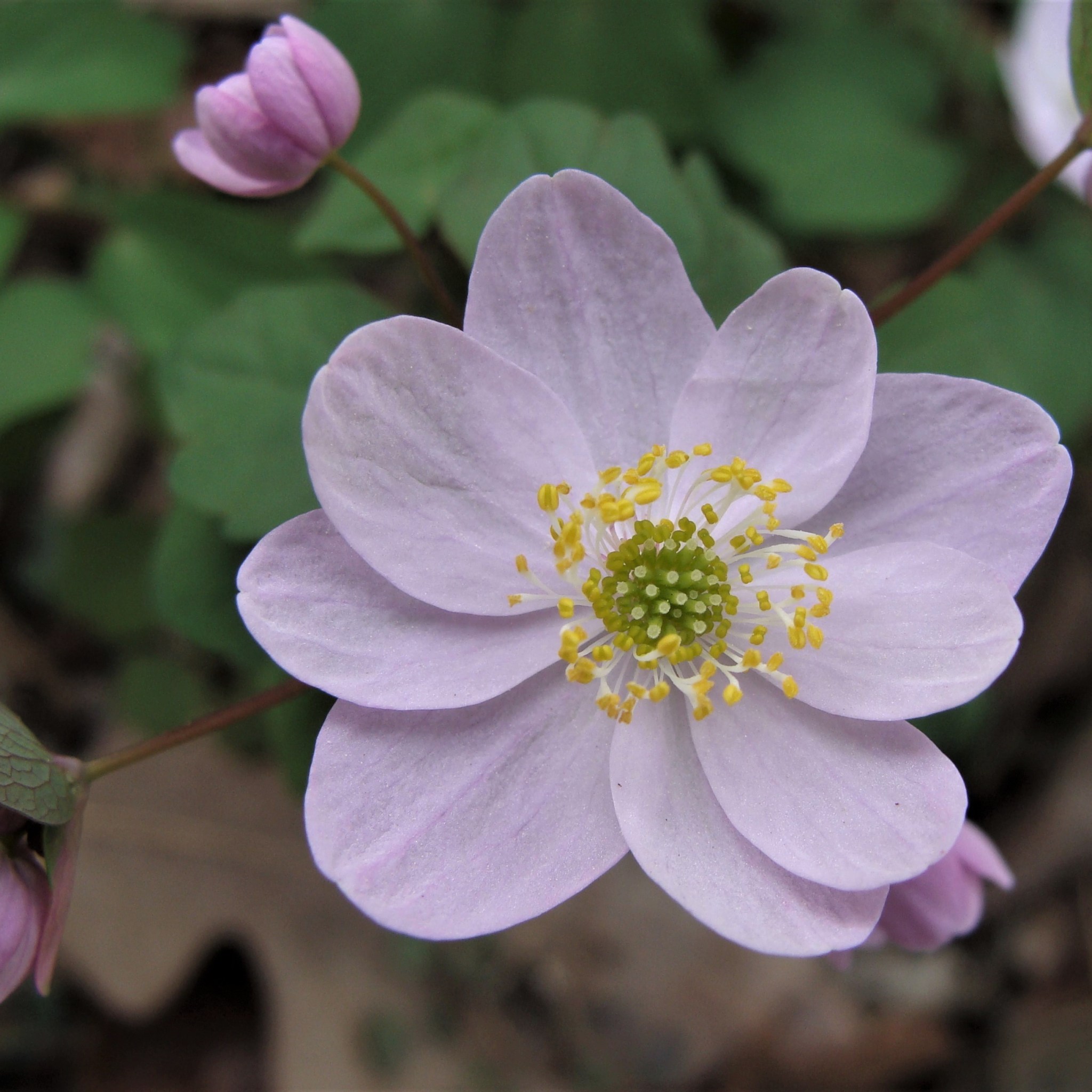 Arkansas Native Plants – Pink/Purple Flowers | Arkansas Native Plant ...