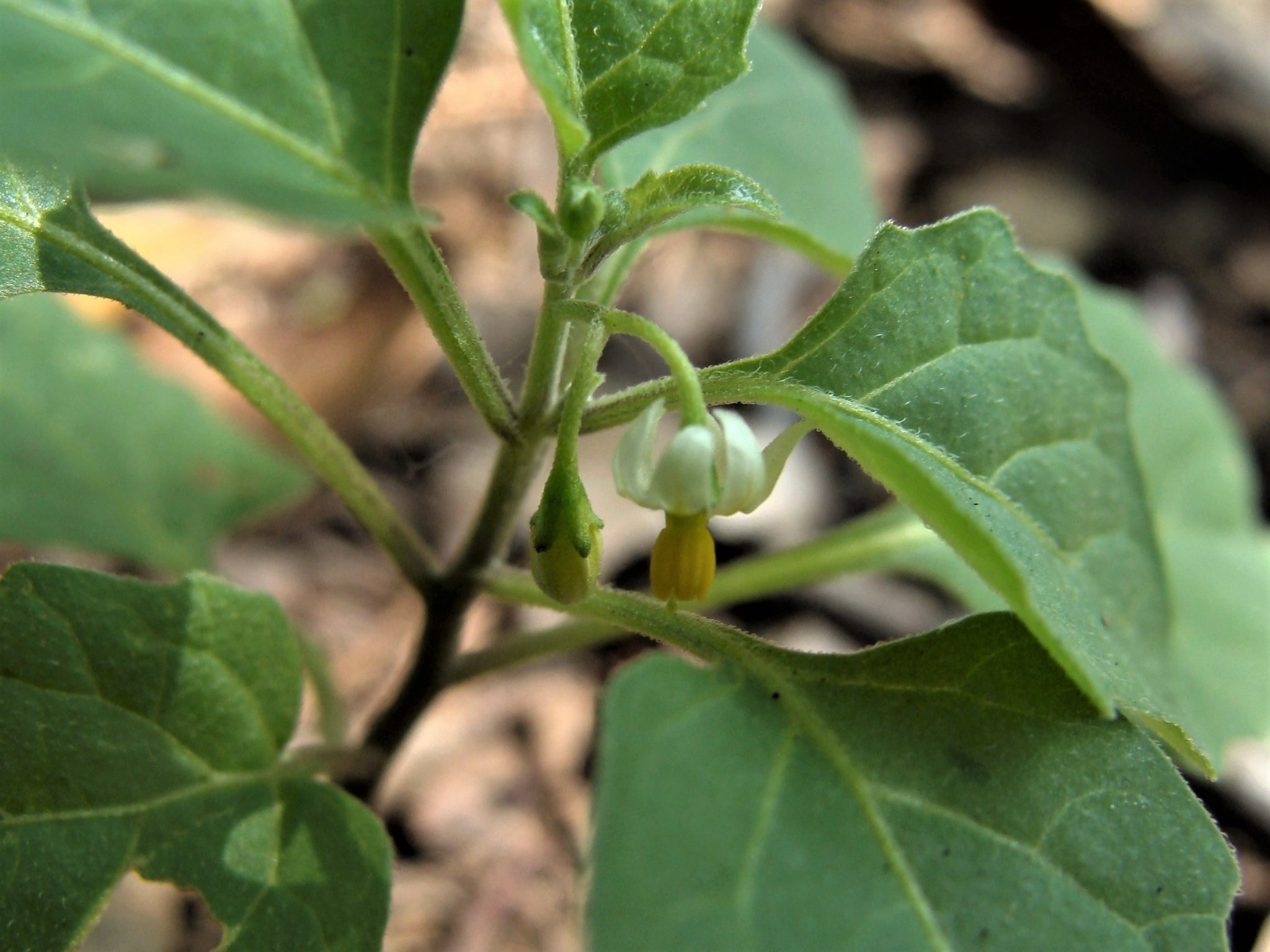 Know Your Natives – Black Nightshade | Arkansas Native Plant Society