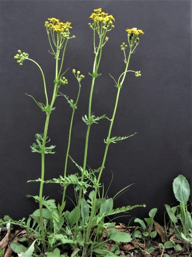 Know Your Natives – Prairie Ragwort | Arkansas Native Plant Society