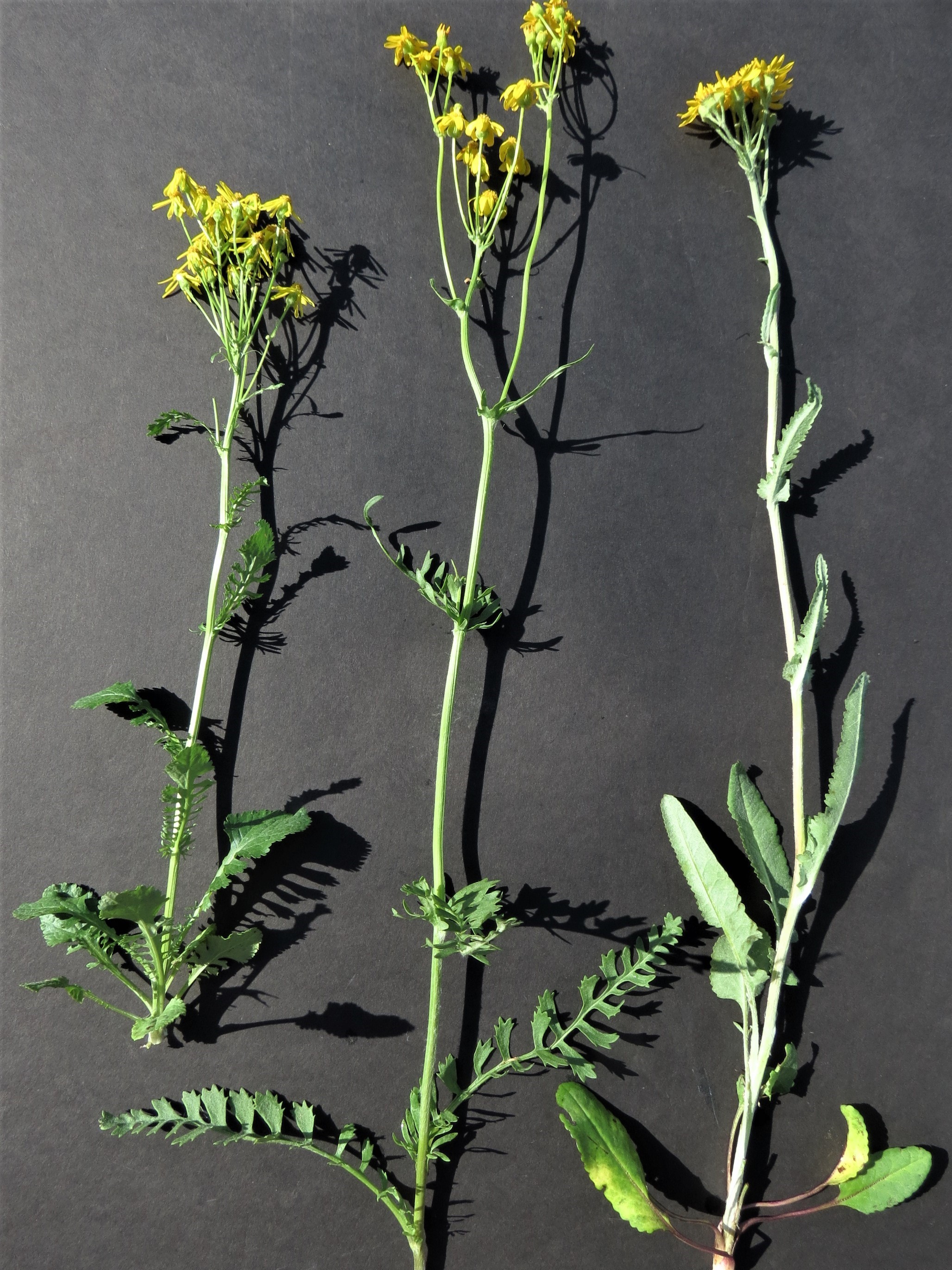 Know Your Natives – Prairie Ragwort | Arkansas Native Plant Society