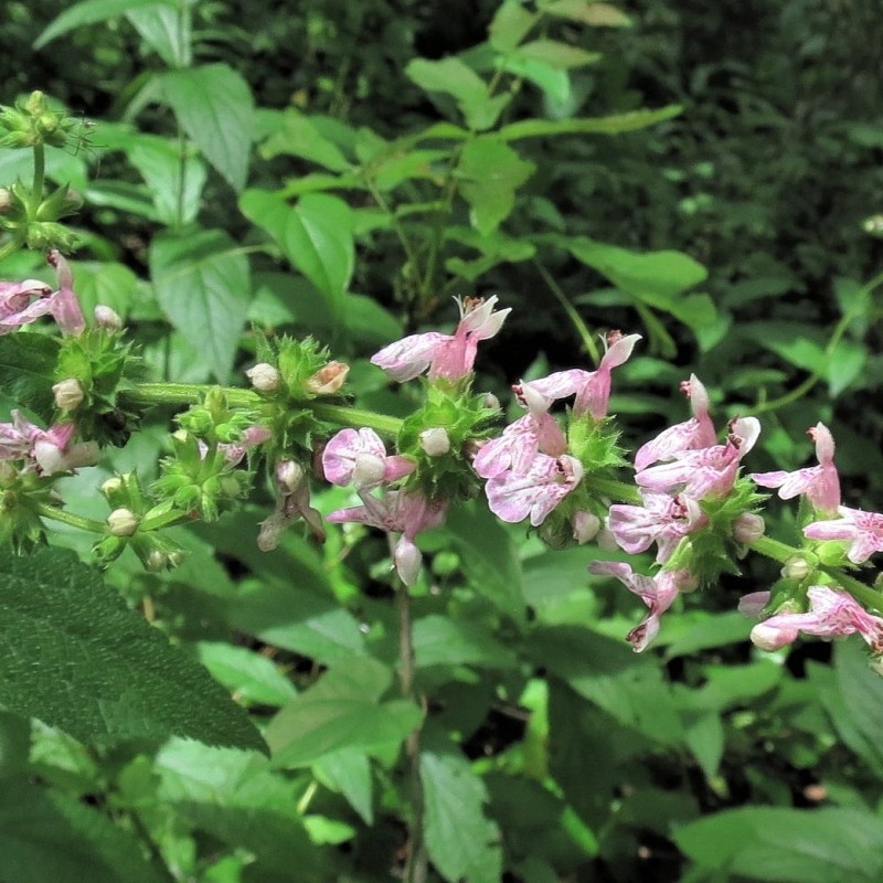 Arkansas Native Plants – Pink/Purple Flowers | Arkansas Native Plant ...