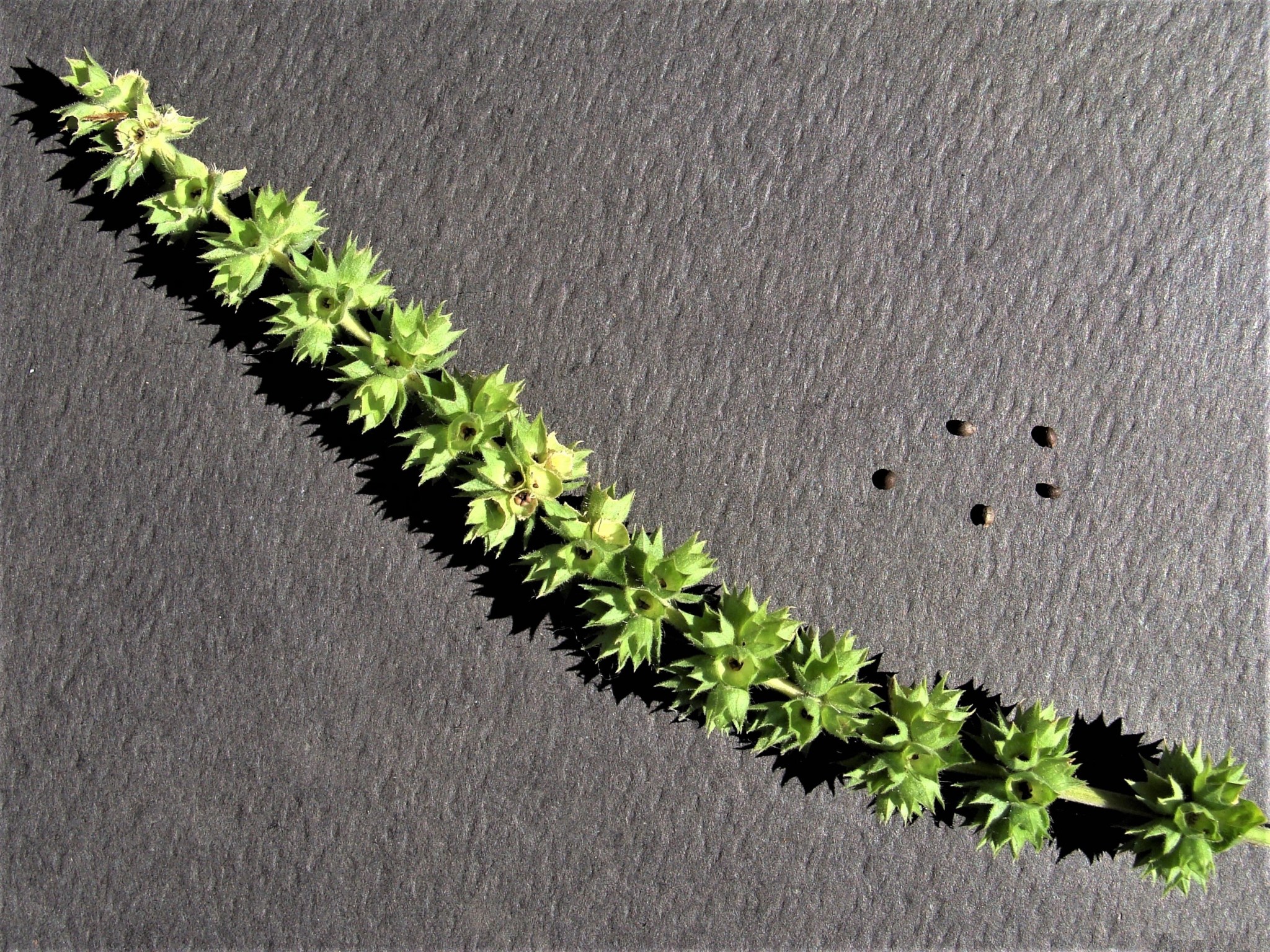 Know Your Natives – Ouachita Hedge-Nettle | Arkansas Native Plant Society