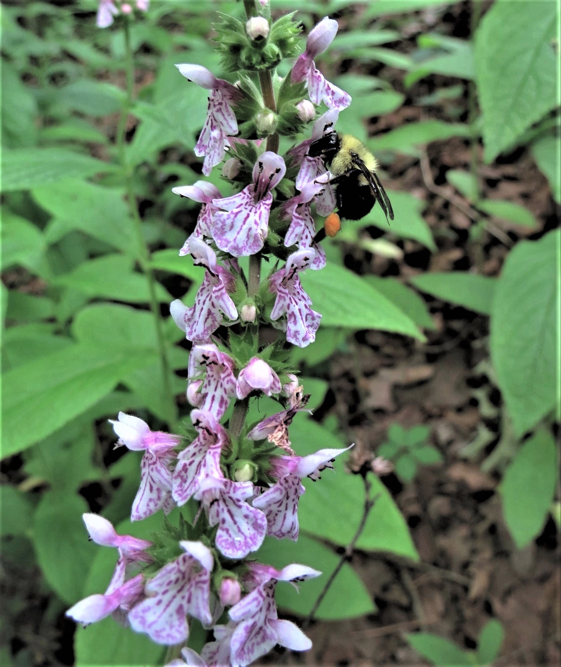 Know Your Natives – Ouachita Hedge-Nettle | Arkansas Native Plant Society
