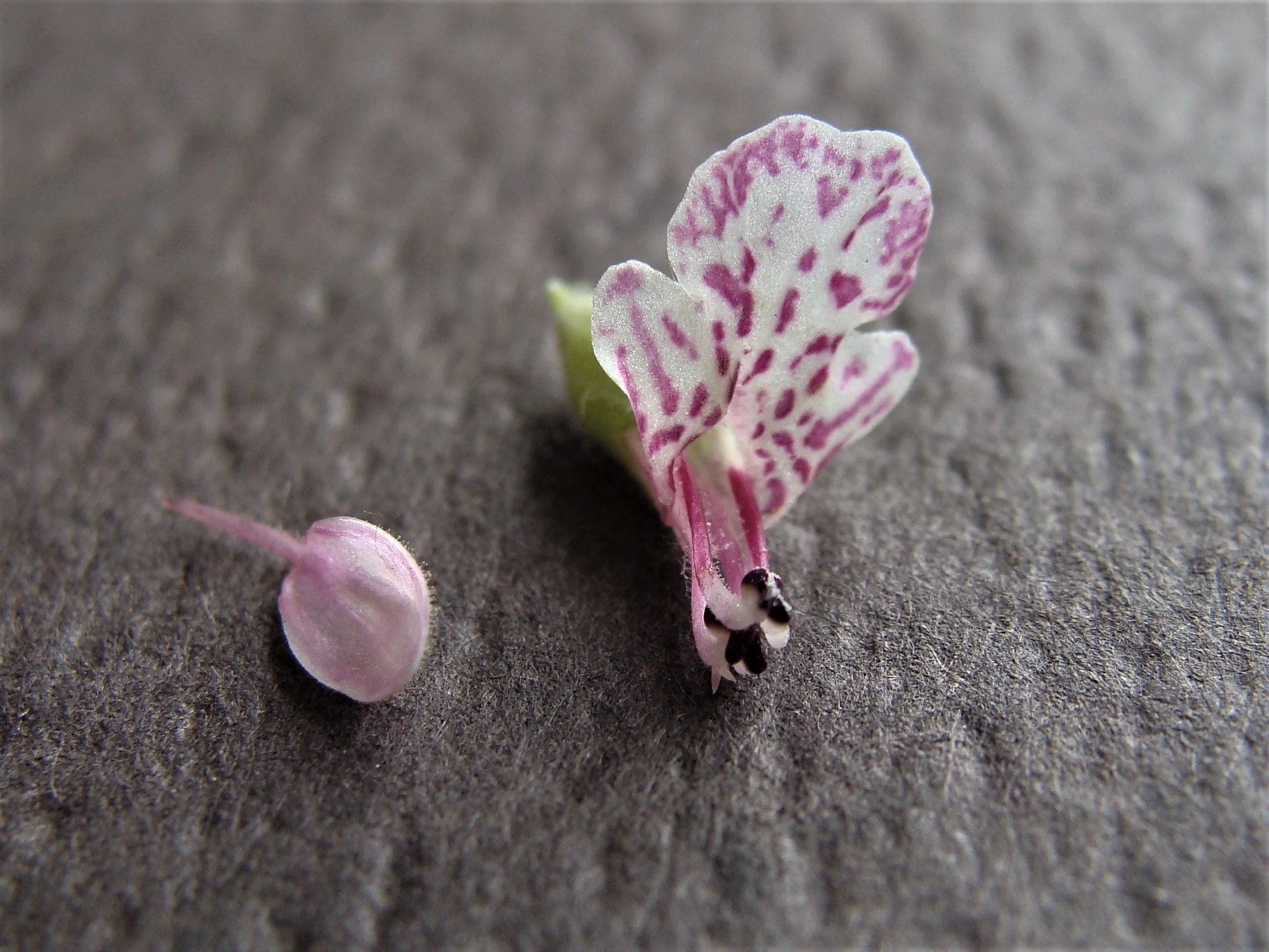 Know Your Natives – Ouachita Hedge-Nettle | Arkansas Native Plant Society